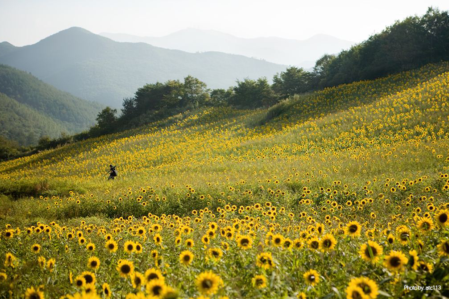 태양의 꽃, 캐논 유저가 담은 '해바라기' - 캐논코리아 주식회사